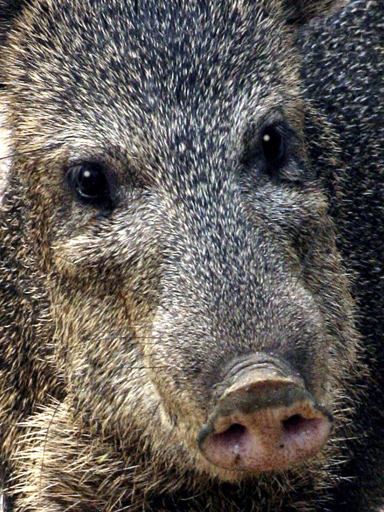 Remembering Javelinas | The Final Stretch